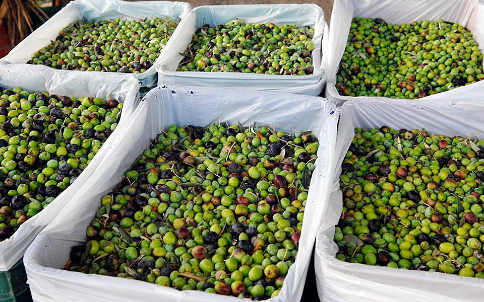 NEWS_TABLE_OLIVES - Greece Is