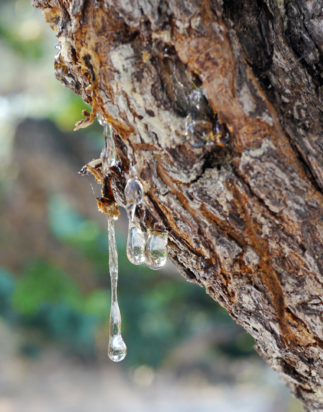 CHIOS_MASTIC_09 - Greece Is