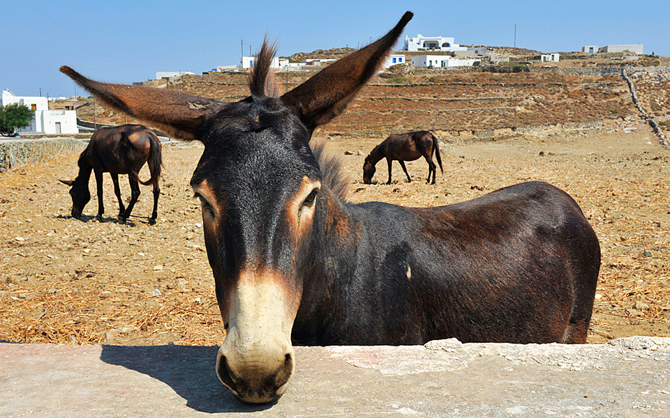 _DSC1390 - Greece Is