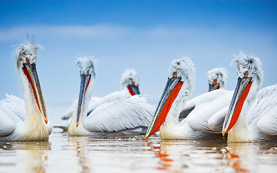 FAUNA PHOTOGRAPHER 03 - Greece Is