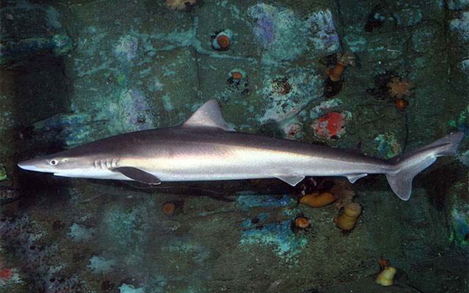 Galeorhinus_galeus_SI3-wikipedia-pd - Greece Is