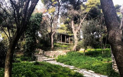 VATOPOULOS_TREES_FENCE - Greece Is