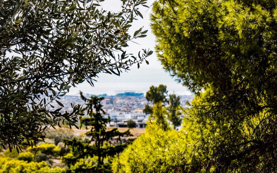 VATOPOULOS_VIEW_OLIVE - Greece Is