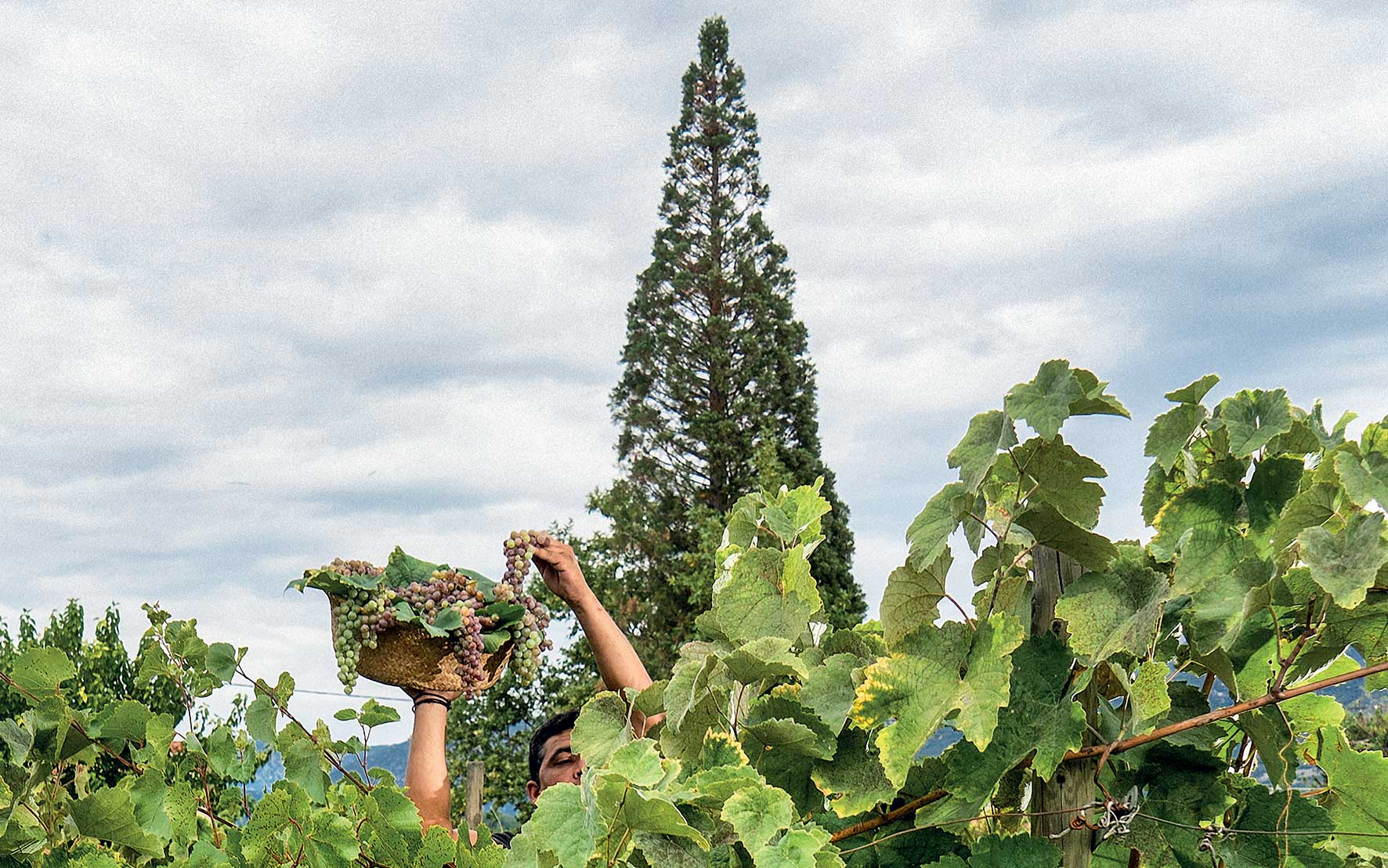 001-spiropoulos-01-++ - Greece Is