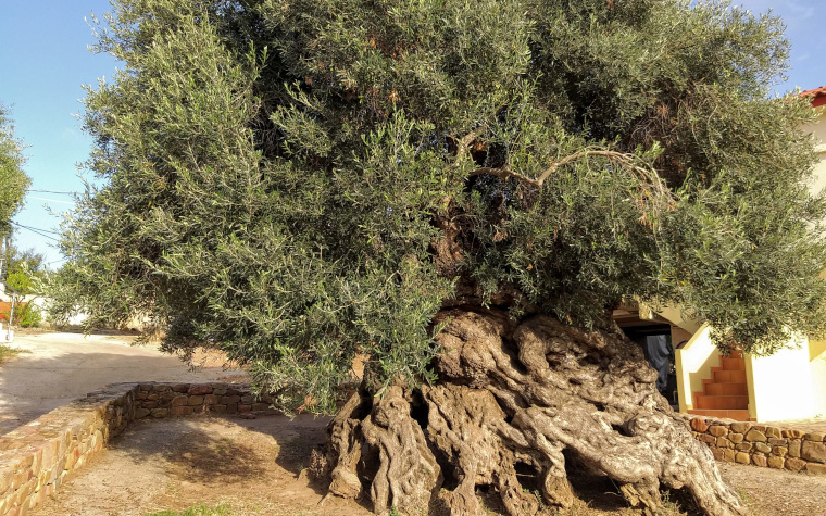 Vouves_tree_870x475_20220929_174016 - Greece Is