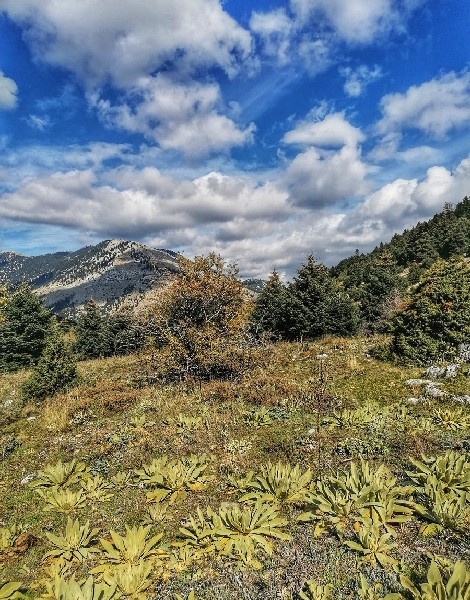 Arvanitsa_3_Cropped - Greece Is